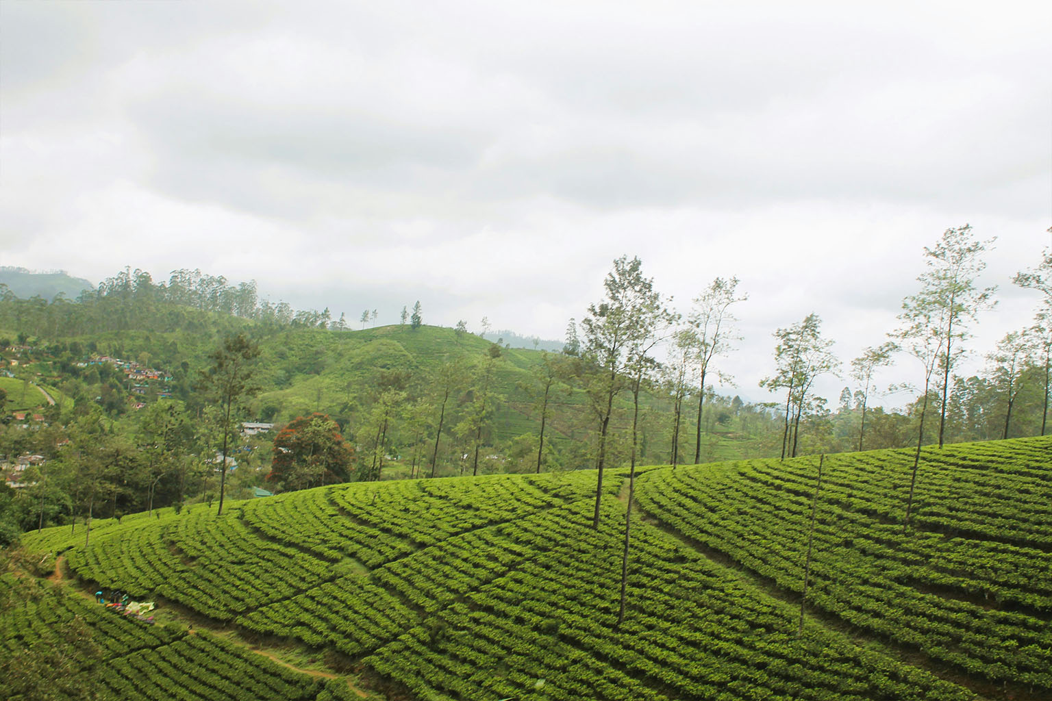 Hatton – The Gateway to Sri Lanka’s Tea Country – Grand Ceylon Tours