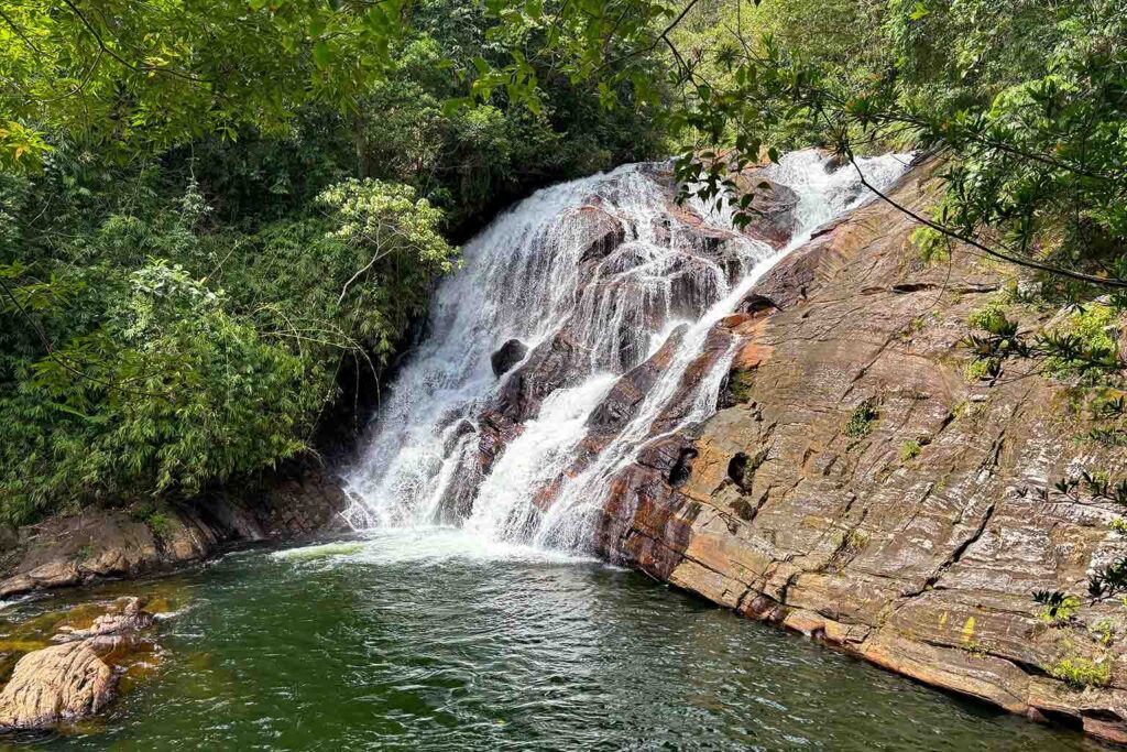 Sinharaja Rainforest – Sri Lanka’s Living Green Treasure – Grand Ceylon ...